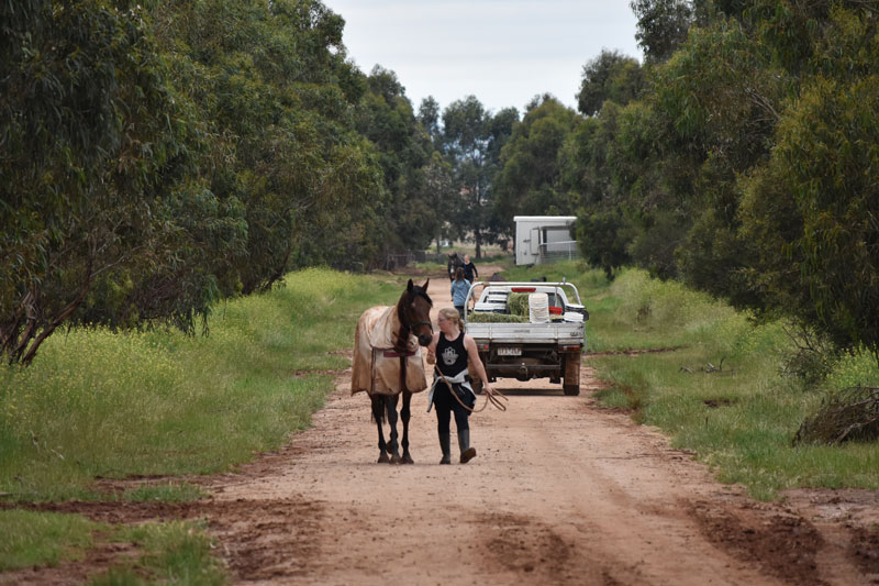 Patrick Payne Racing offers variety for horses with a practical paddock ...