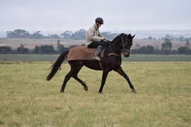 Patrick Payne Racing offers variety for horses with a practical paddock ...