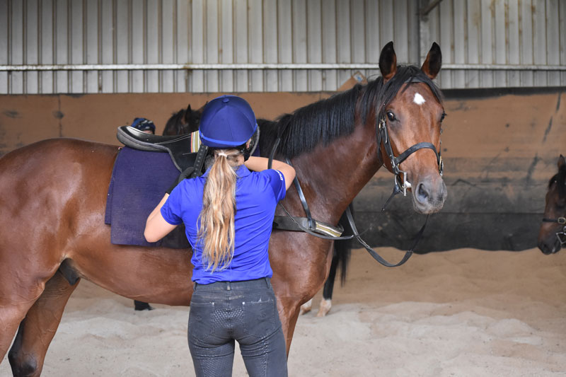 Patrick Payne Racing offers variety for horses with a practical paddock ...