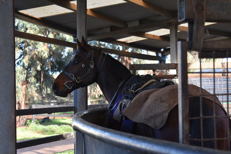 Patrick Payne Racing provides a variety of stabling options to suit all ...