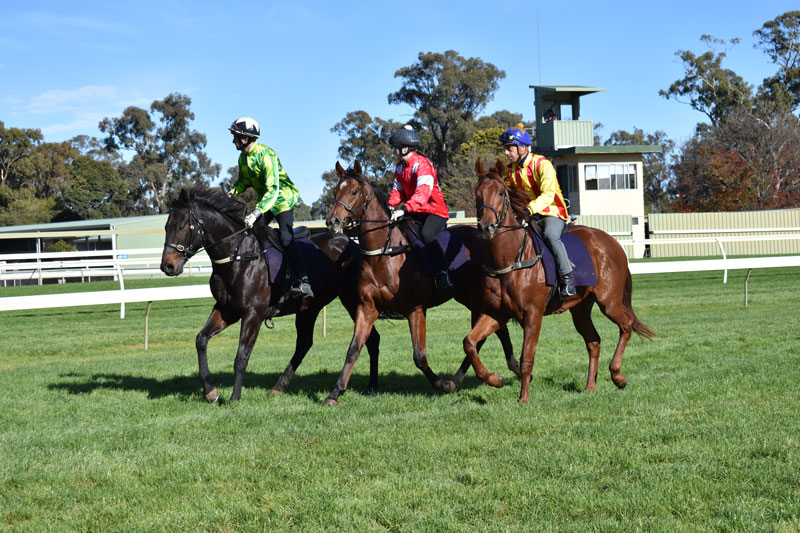 Patrick Payne Racing offers variety for horses with a practical paddock ...